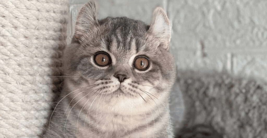 13 Cat Breeds That Stay Tiny Forever And Why We Love Them So Much