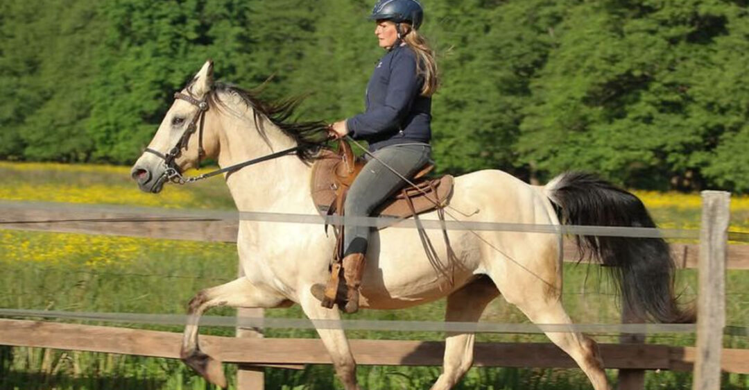 13 Horse Breeds That Offer The Smoothest, Most Effortless Rides