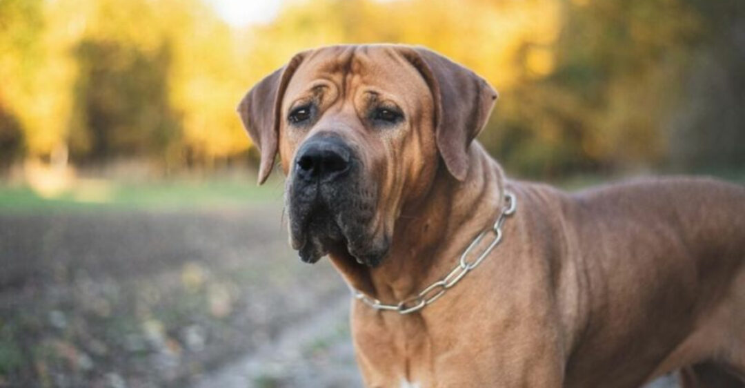 13 Most Lethal Dog Breeds People Still Choose To Own