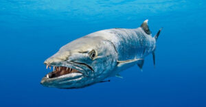 13 Ocean Predators Ranked By Danger Level