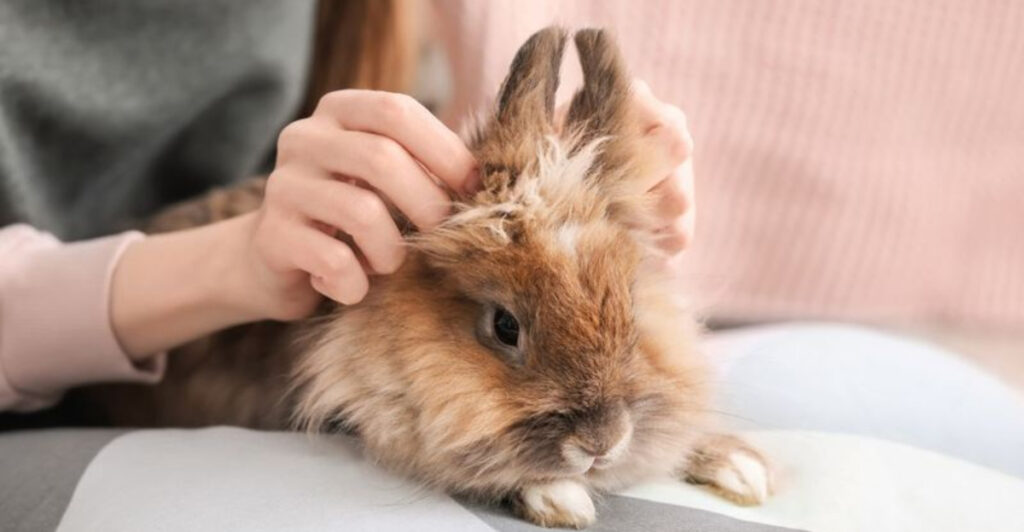13 Reasons Why Rabbits Are Better Than Dogs For Some People