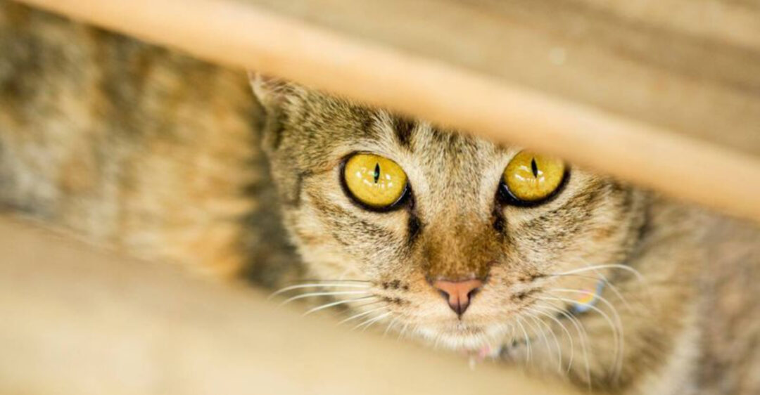 13 Unspoken Emotional Needs Cats Express In Quiet Ways - Are You Listening?