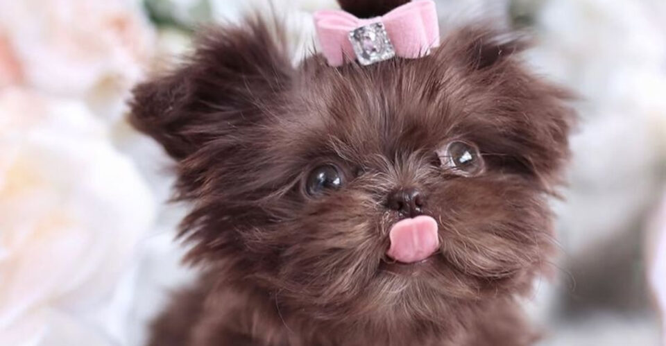 14 Adorably Tiny Dog Breeds You Need To Know About