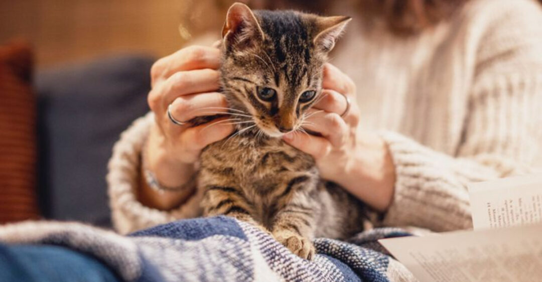 14 Emotional Things Cats Will Always Remember About You