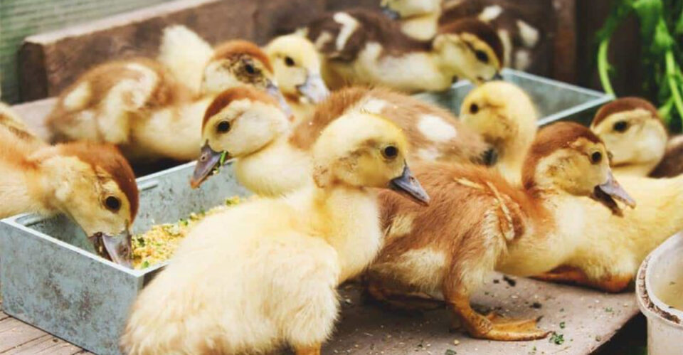 14 Essential Foods Every Baby Duck Needs For Healthy Growth