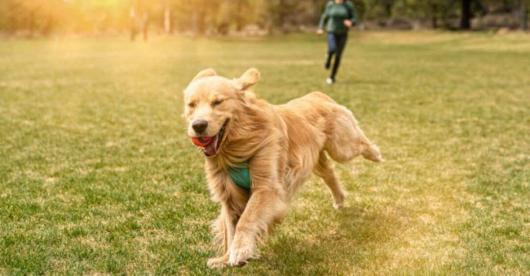 14 Heartwarming Reasons Dogs Make Our Lives 100 Times Better