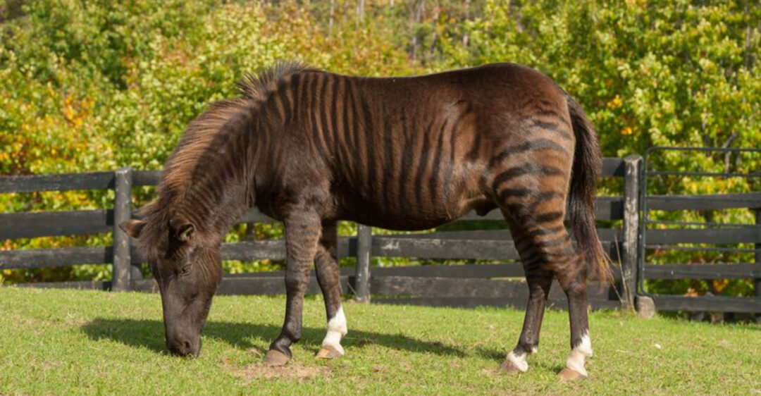 14 Hybrid Animals Born In Nature Without Human Intervention