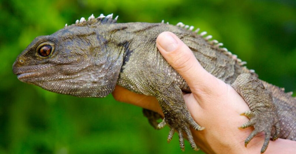 14 Longest Animal Lifespans Ever Recorded