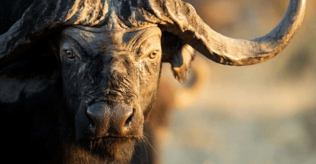 13 Animals That Evolved To Hunt Humans (Some Of These Still Do)