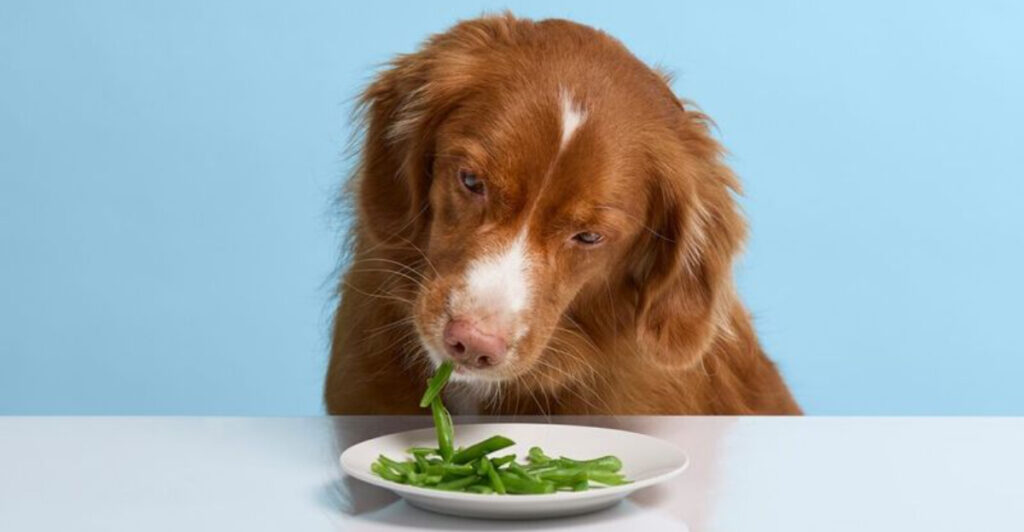 15 Human Foods That Are Surprisingly Good For Your Pup