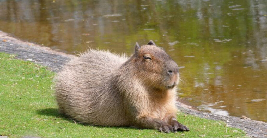 15 Important Things You Should Know Before Getting A Capybara As A Pet