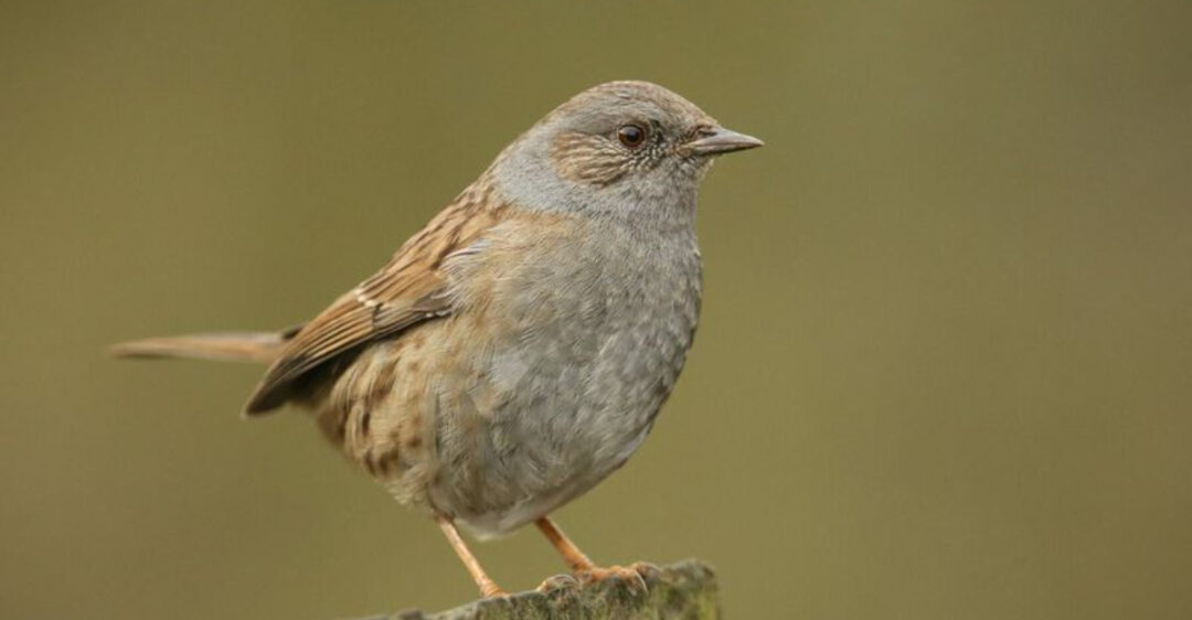 14 Sounds Birds Hate
