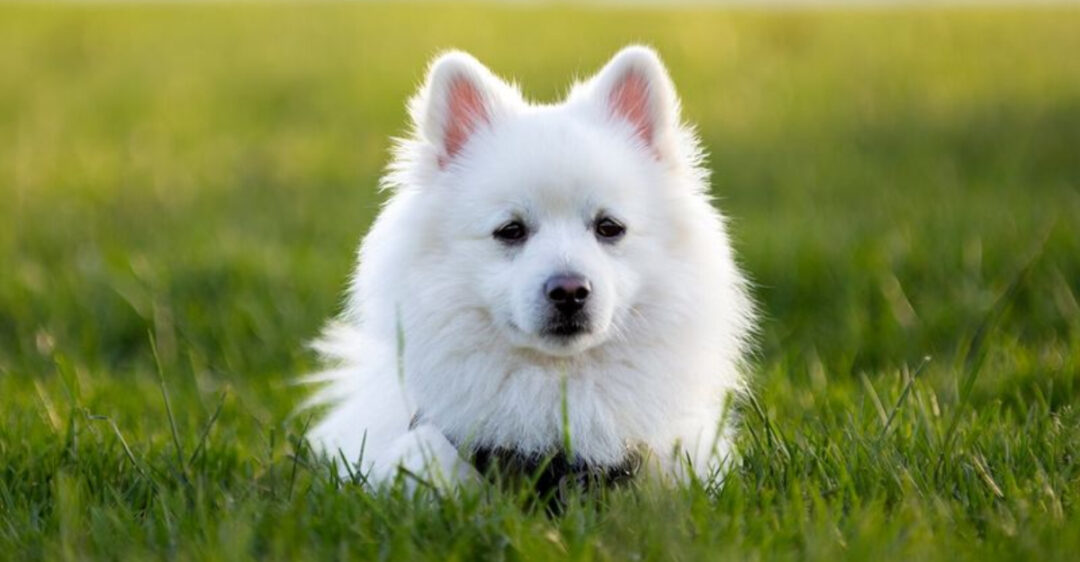 15 Most Popular Spitz Dog Breeds