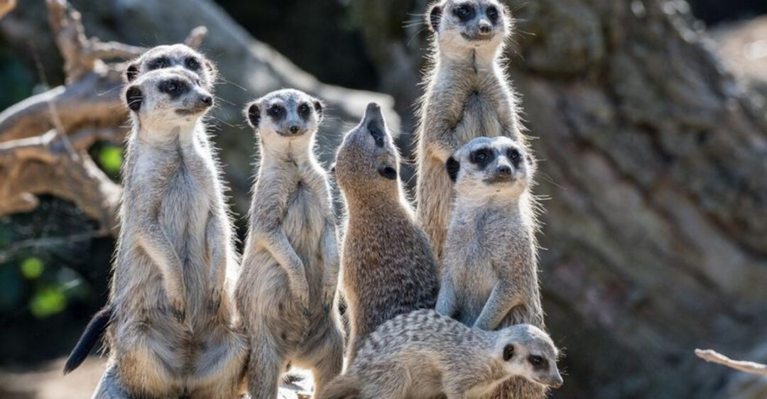 13 Reasons Meerkats Are The Most Incredible Social Animals