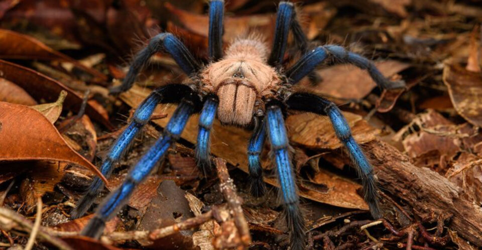 13 Fascinating New Species Discovered In The Last 20 Years