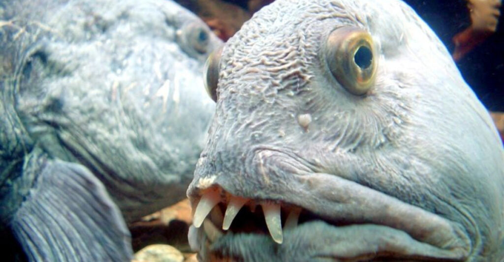 15 Ugly Ocean Animals That Are Incredibly Important To The Planet