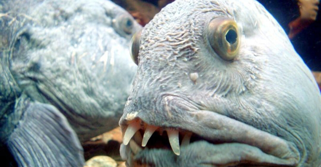 15 Ugly Ocean Animals That Are Incredibly Important To The Planet