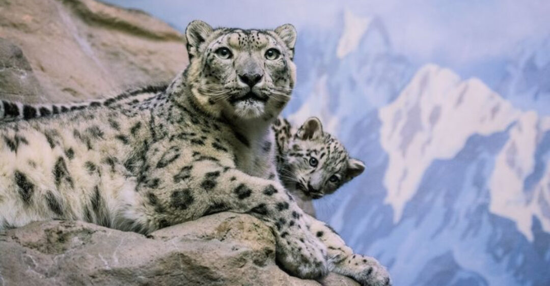 15 Wild Animals To See Before They Vanish From The Planet For Good