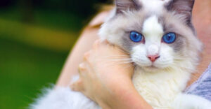17 Cat Breeds That Make The Best House Cats
