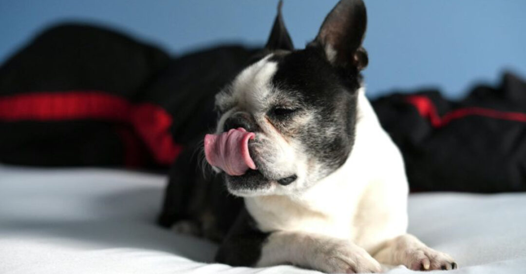 20 Dog Breeds That Are Surprisingly Great With Cats