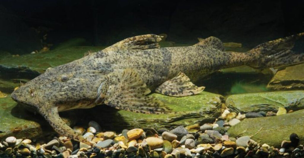 220 Pound River Predator Recognized As New Species And Here's What ...