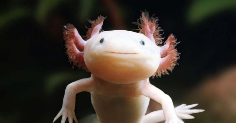 27 Most Unusual Animal Names You Won't Believe Exist