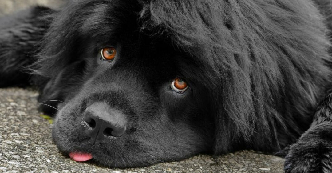 7 Dog Breeds With The Biggest, Most Loving Hearts And 5 That Love Hard ...