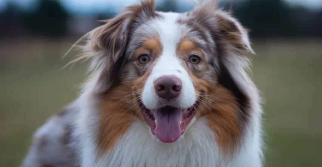 7 Dogs Too Dangerous Or Difficult To Keep, And 7 Breeds To Choose Instead