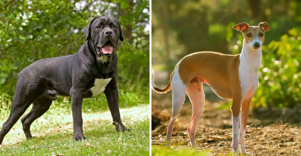 14 Dog Breeds Known For Their Loud, Intimidating Barks