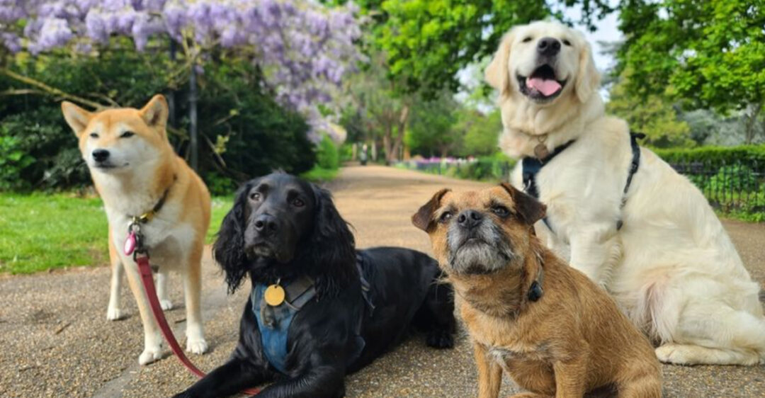 8 Fascinating Scientific Insights Into Dog Breed Differences