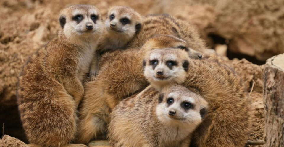 8 Reasons Meerkats Are The Most Incredible Social Animals And 5 Animals ...