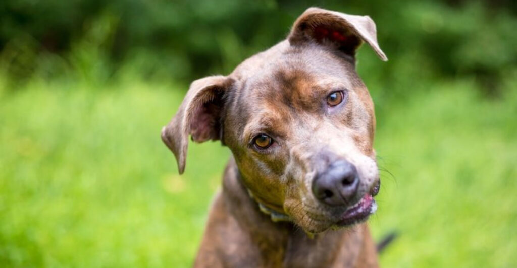 8 Rescued Dog Breeds That Will Forever Appreciate Their Second Chance ...