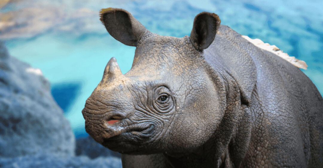 9 Animals On The Brink Of Extinction, With Total Loss Expected By 2025