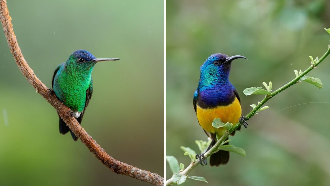 9 Instances Where Evolution Created The Same Animal Species In ...