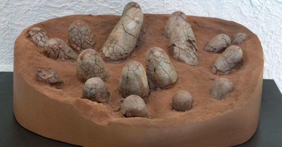 A Fossilized Dino Nest Was Found Intact