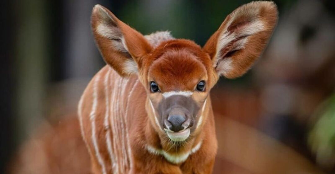 A Rare Endangered Bongo Calf Was Born At Houston Zoo, And It's Adorable