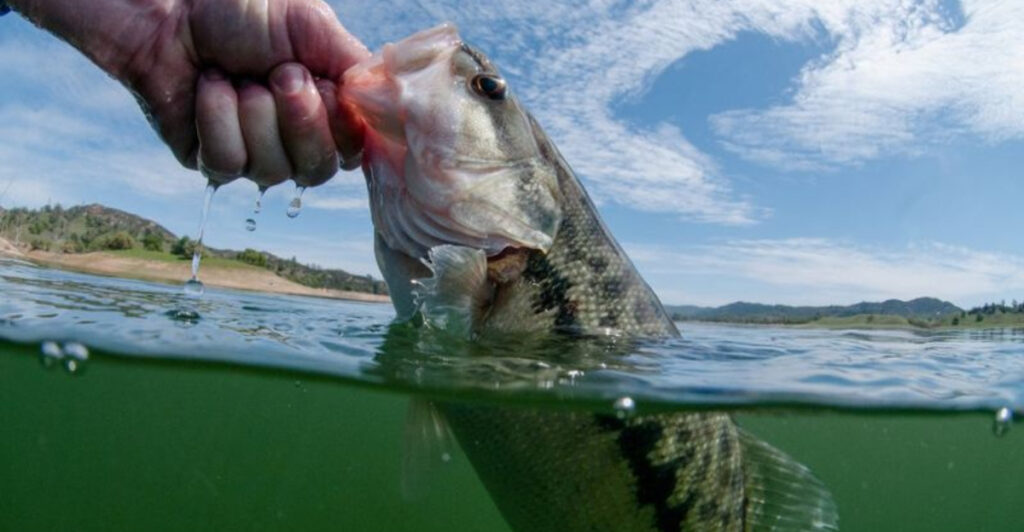 Anglers Reels In Huge Spillway Fish, Even They Were Stunned