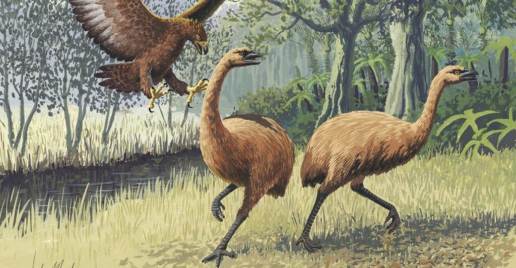 Colossal Moa, One Of The Largest Birds Once Lost To Time Is Now The 5th ...