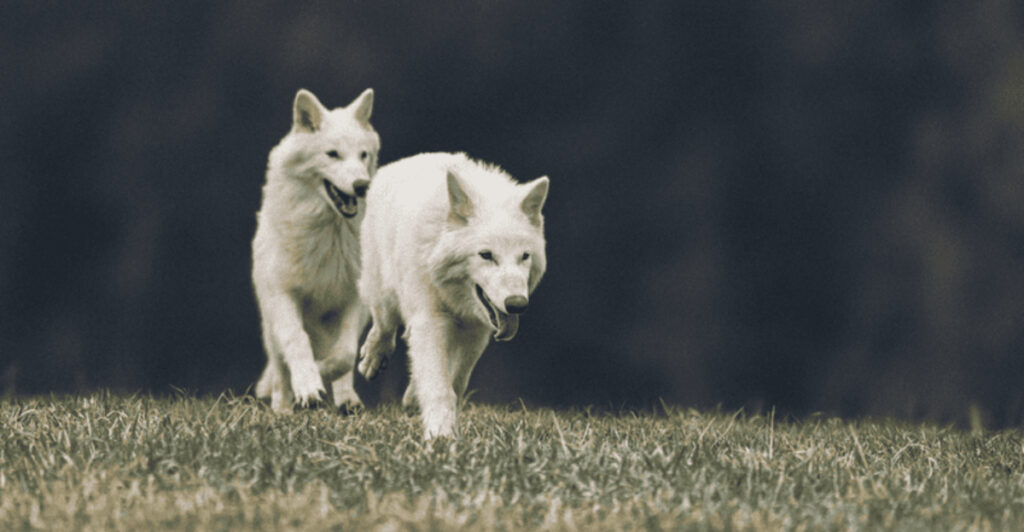 Dire Wolves Brought Back From Extinction Doubled In Size In Just 6 Months