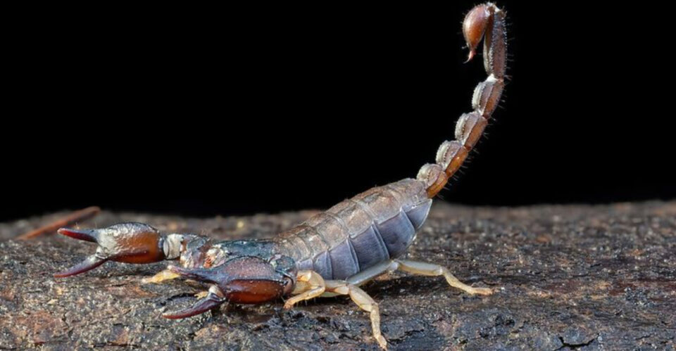 Do Scorpions Live In Oregon? Discover Where They Are Found