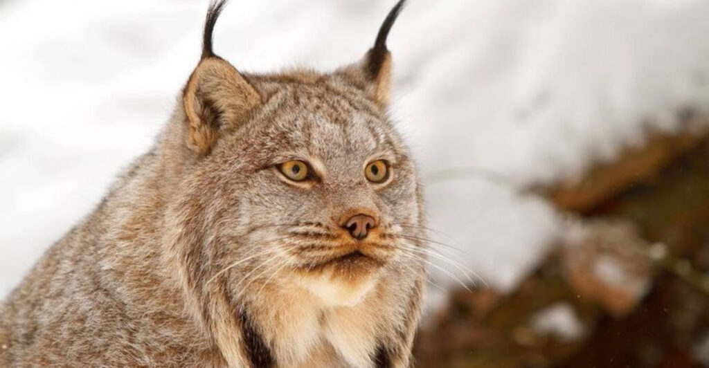 Elusive Canada Lynx Spotted In Vermont For The First Time In Years