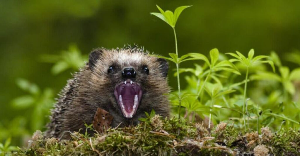 Everything You Need To Know About Hedgehog Teeth