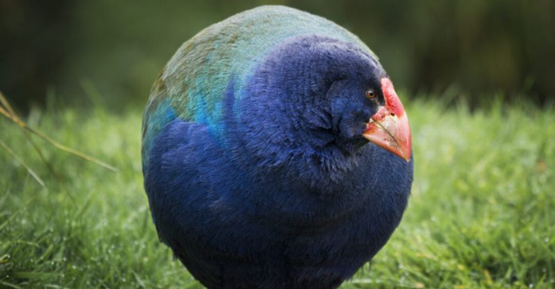 Extinct Animals That Turned Out To Be Alive