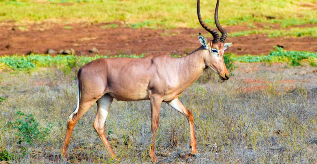 Facts About Unique Hirola Antelopes And Why They're On The Verge Of ...