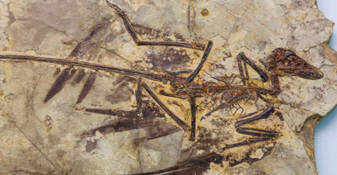 Feathered Fossil Shows Famed Dinosaur Could Fly Like A Chicken