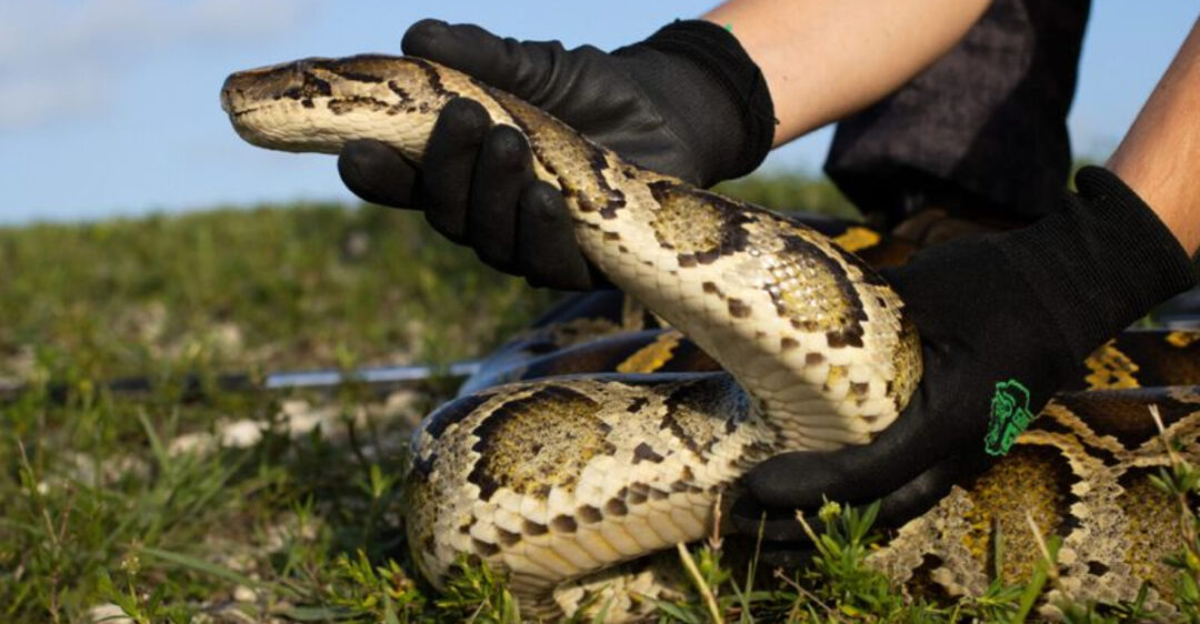 Florida Sets New Record For Python Removal, But The Battle Is Far From Over