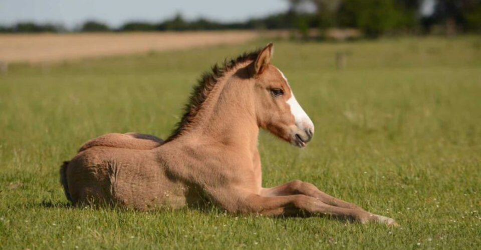 Foal Care 101: How To Raise A Baby Horse The Right Way