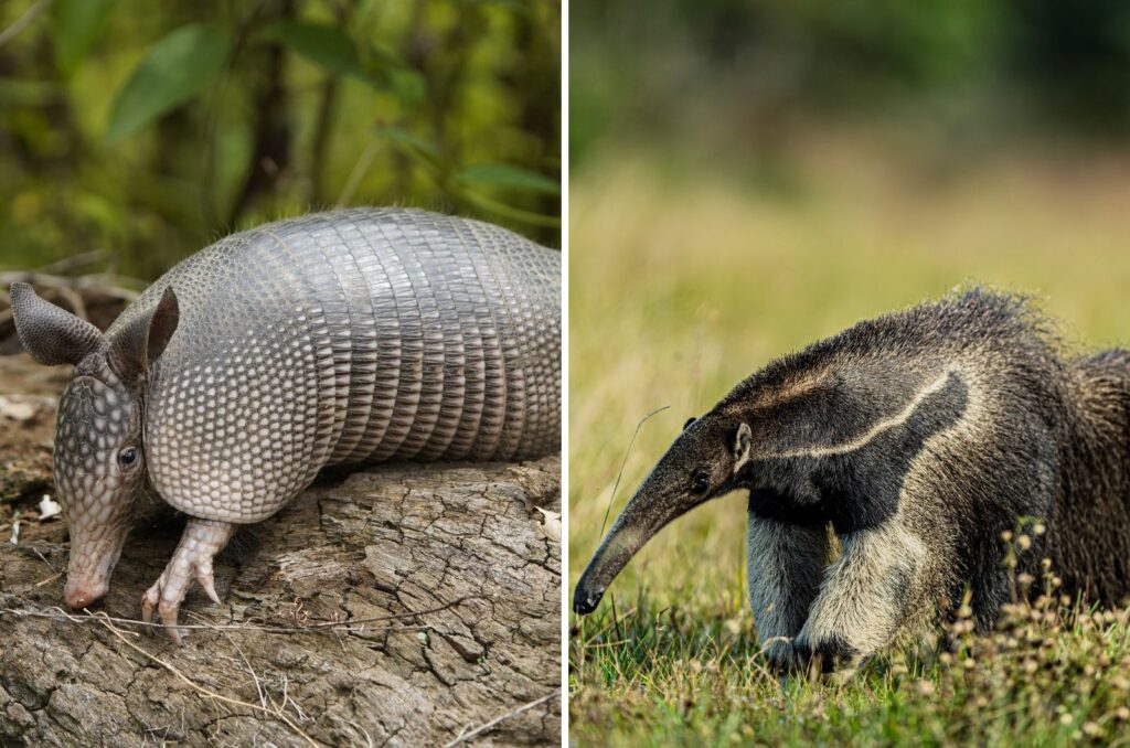 9 Instances Where Evolution Created The Same Animal Species In ...
