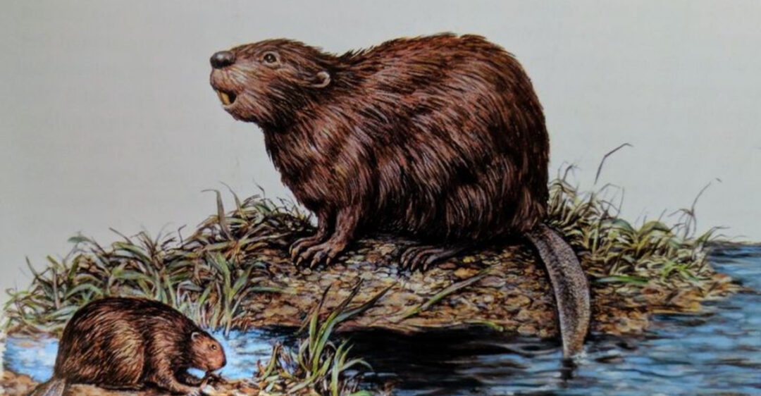 Giant Beavers The Size Of Bears Once Roamed North America And Are Now ...