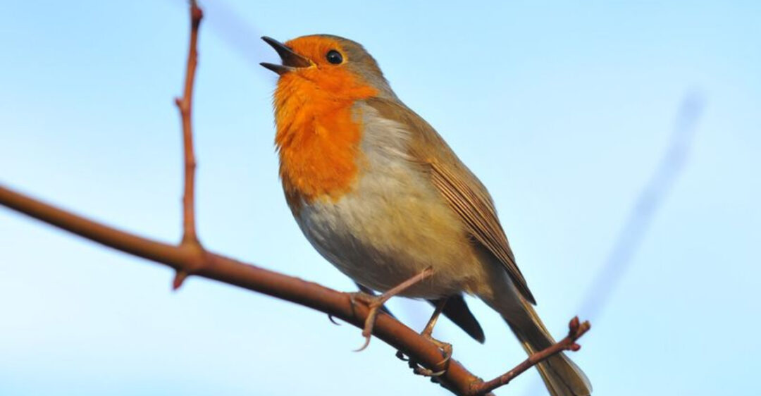 Here's How Birds Learn To Sing And What It Says About Their Intelligence